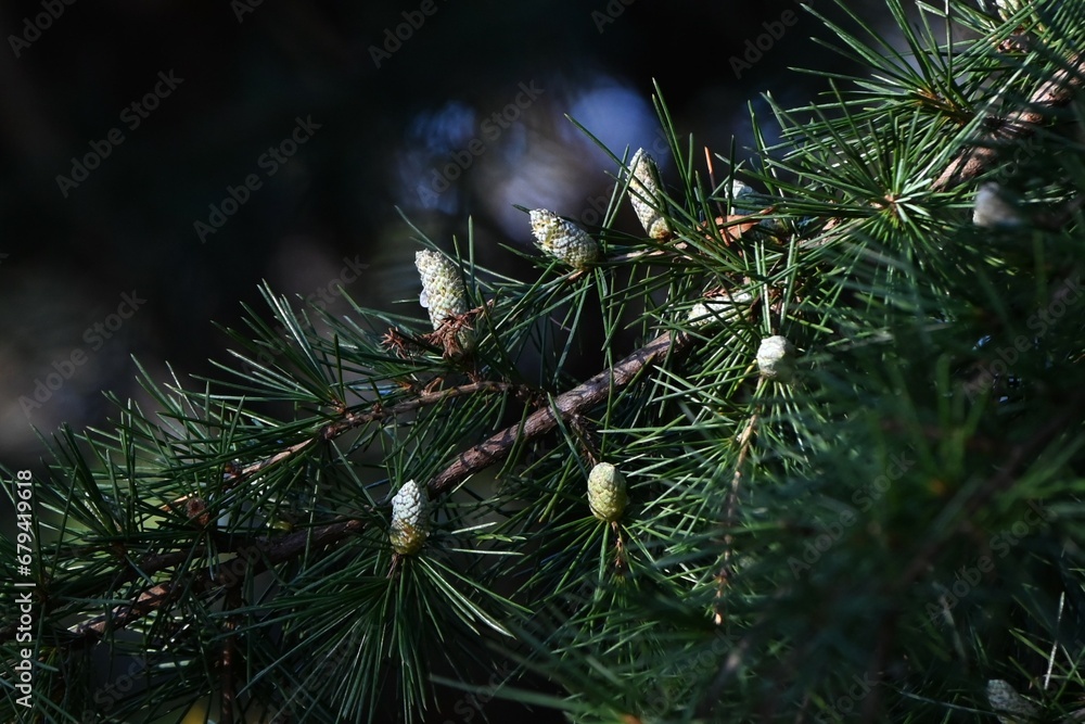 Himalayan ceder ( Cedrus deodara ) tree. Bark, leaves and cones ...
