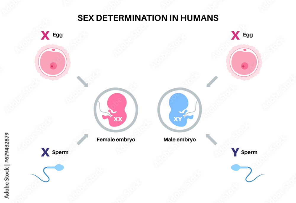 Sex Determination in Humans Stock Vector | Adobe Stock