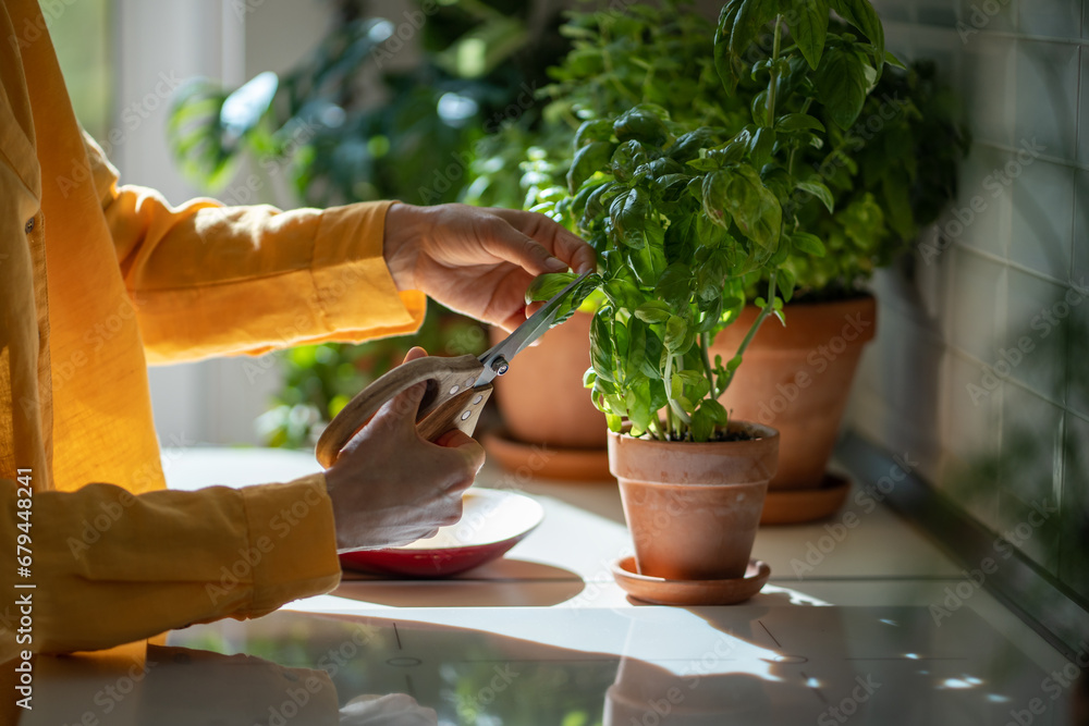 Female hands pruning green basil grown at home. Growing herbs daily use ...