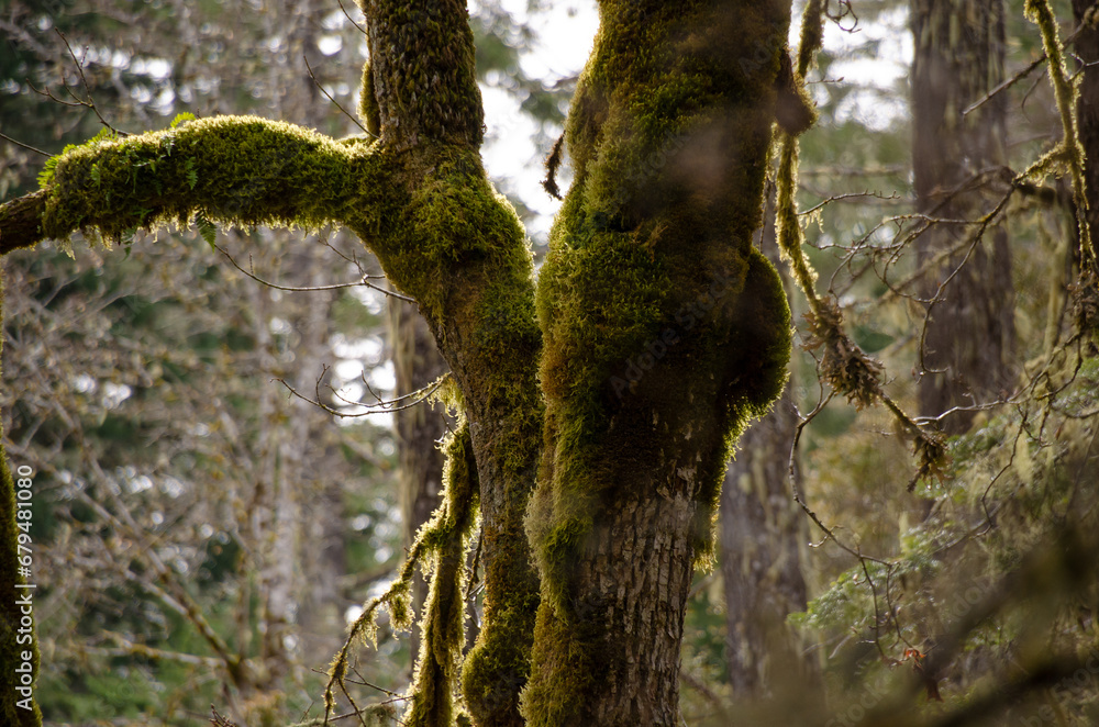 A coastal & forest scene at Vancouver Island's East Sooke Park where ...