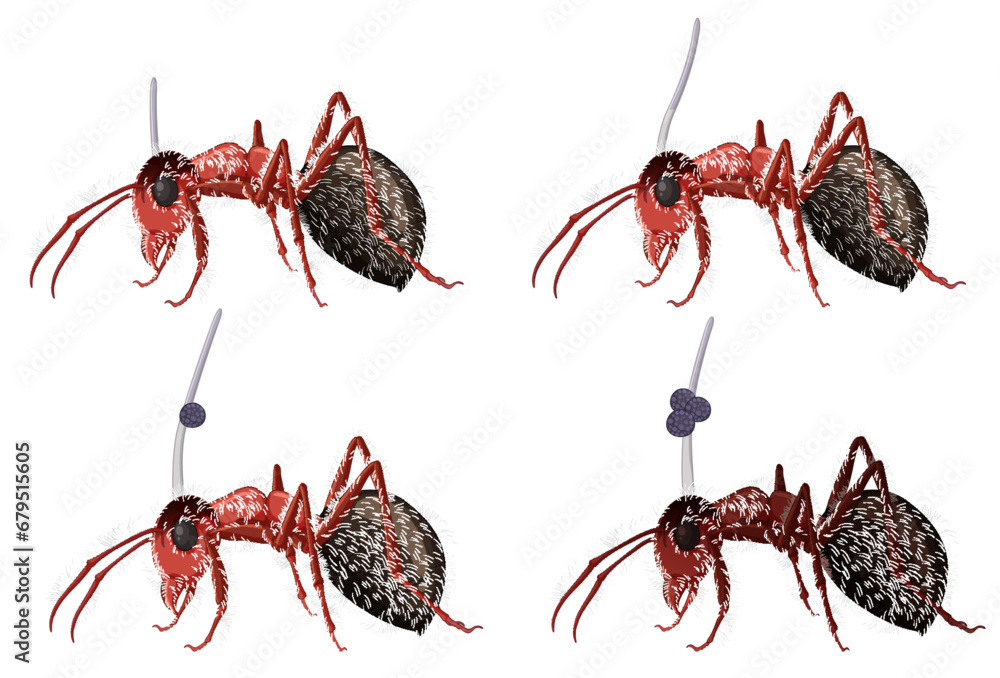 Zombie Ant Fungus: A Set of Ants Infected by Cordyceps Parasite Stock ...