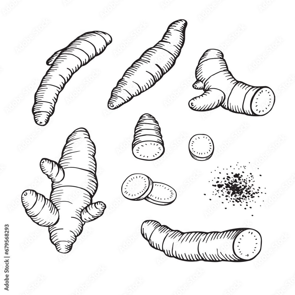Turmeric hand drawn vector illustration isolated background. Indian ...