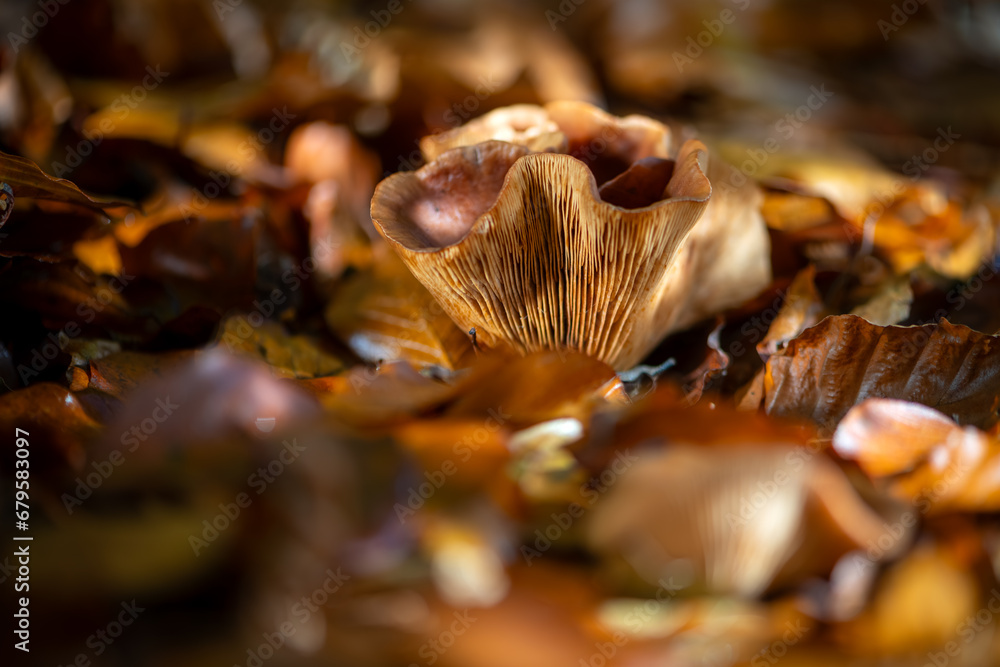 Rufous or red hot milk cap (Lactarius rufus) is a brownish mushroom ...