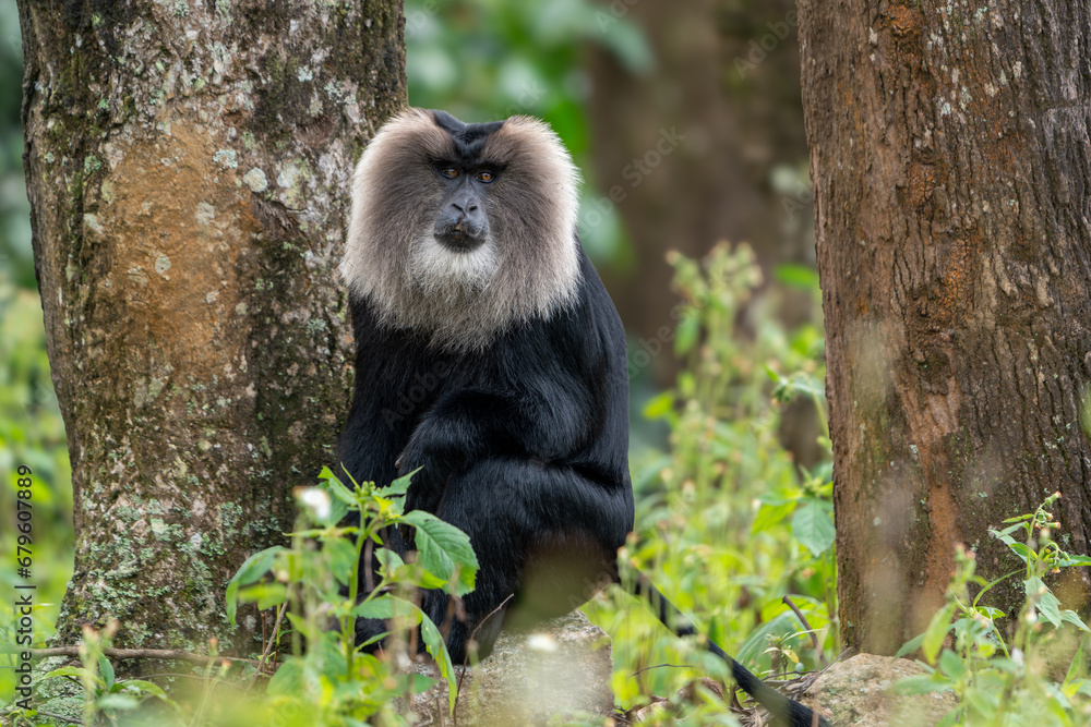 The lion-tailed macaque (Macaca silenus), also known as the wanderoo ...