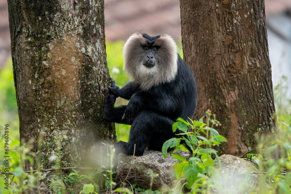 The lion-tailed macaque (Macaca silenus), also known as the wanderoo ...