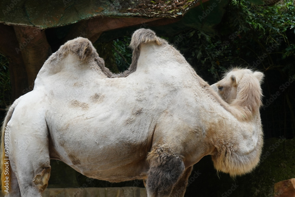 Camelus bactrianus, commonly known as the Bactrian camel, is a large ...