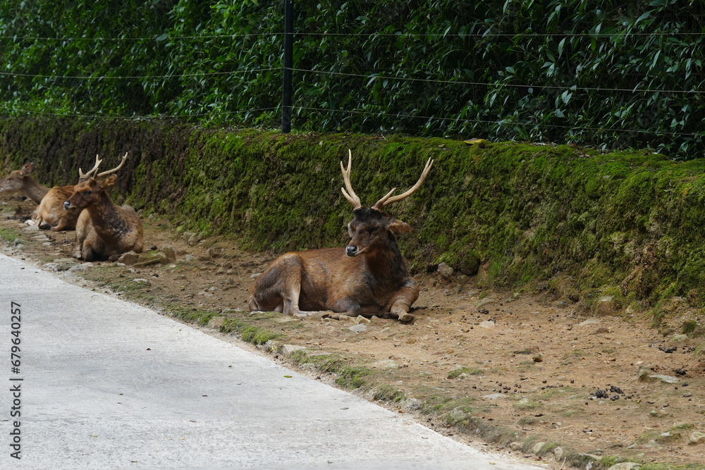 The Javan rusa (Rusa timorensis), or Sunda sambar is native to the ...