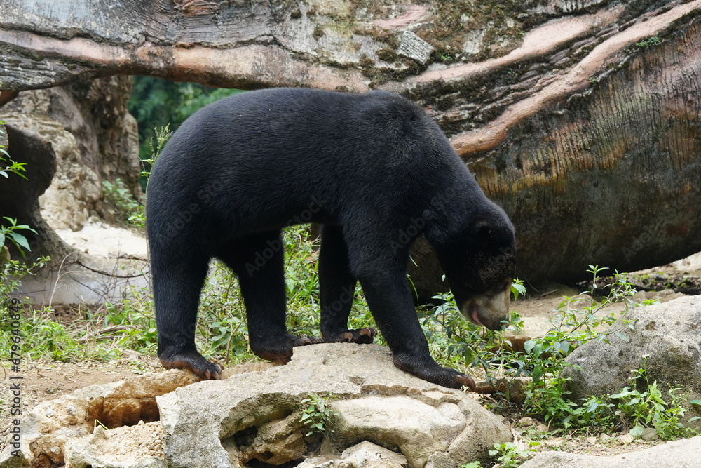 The Malayan Sun Bear (Helarctos malayanus) is the world's smallest bear ...