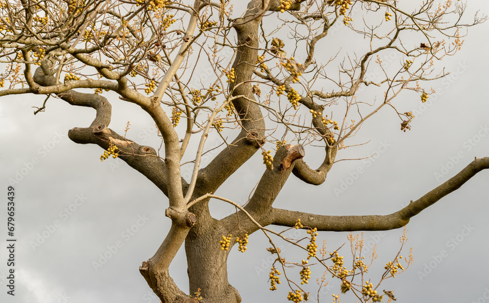 Low angle shot of an indian ghost tree aka Sterculia urens in autumn in ...