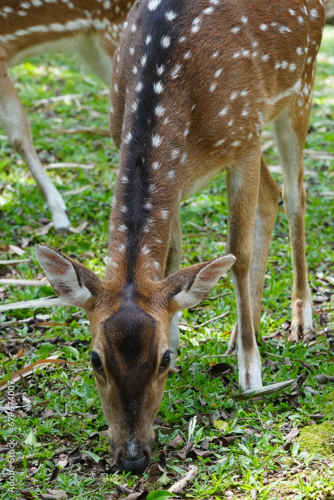 The Javan rusa (Rusa timorensis), or Sunda sambar is native to the ...