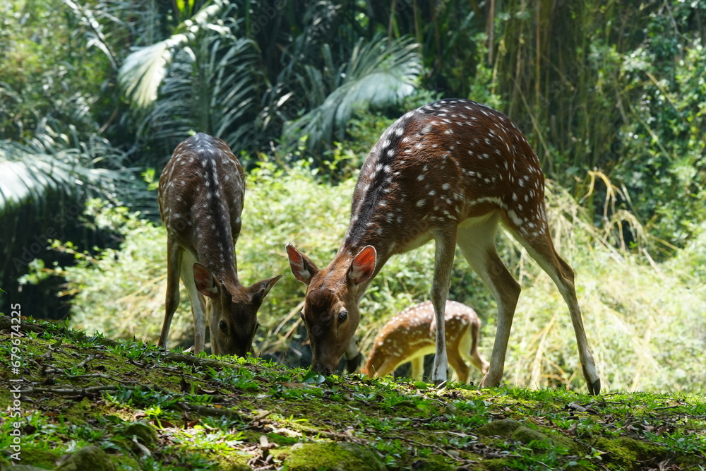 The Javan rusa (Rusa timorensis), or Sunda sambar is native to the ...