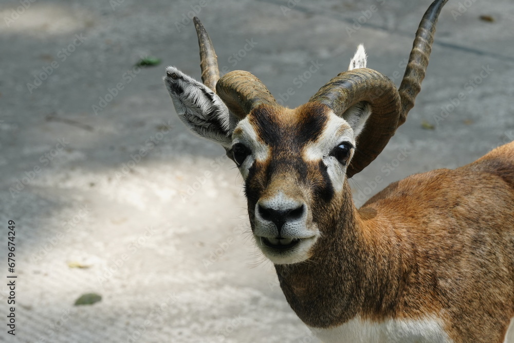 Foto de The Mouflon (Ovis orientalis orientalis) is a subspecies of ...