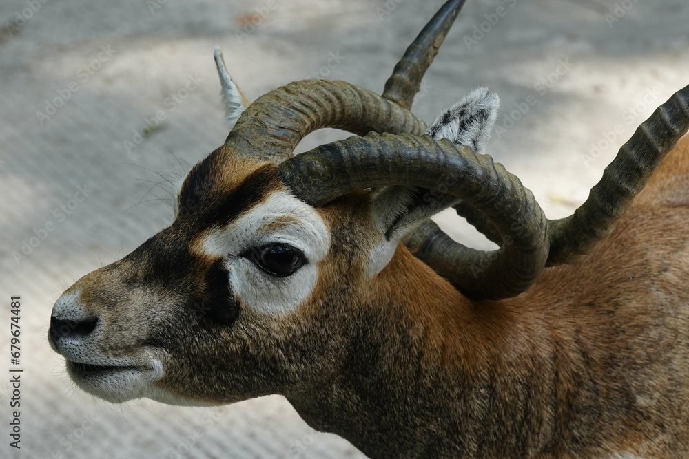 The Mouflon (Ovis orientalis orientalis) is a subspecies of wild sheep ...
