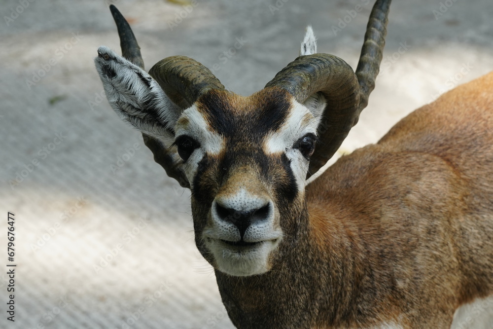 The Mouflon (Ovis orientalis orientalis) is a subspecies of wild sheep ...