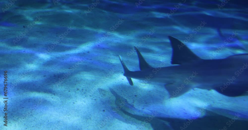 Huge aquarium with stingray sharks at the Shark Reef Aquarium at ...