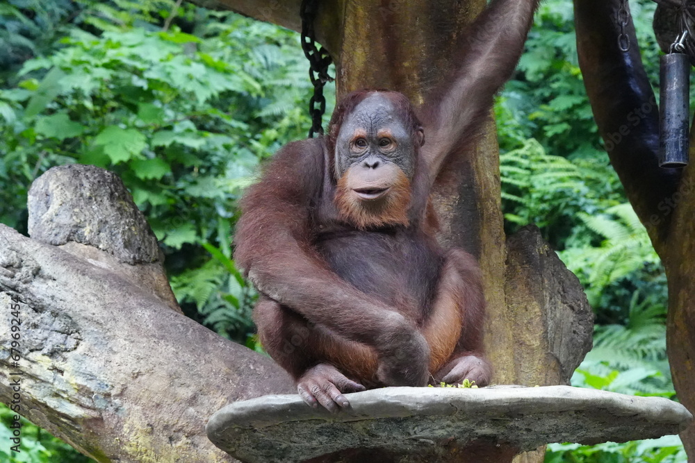 Orangutans are highly intelligent and critically endangered great apes ...