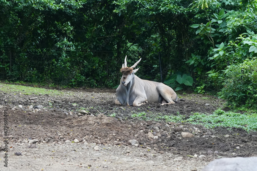 Taurotragus oryx is the scientific name for the animal commonly known ...