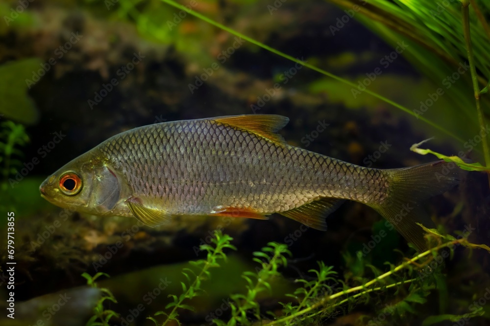 common roach shine silver scale, wild freshwater fish, driftwood ...