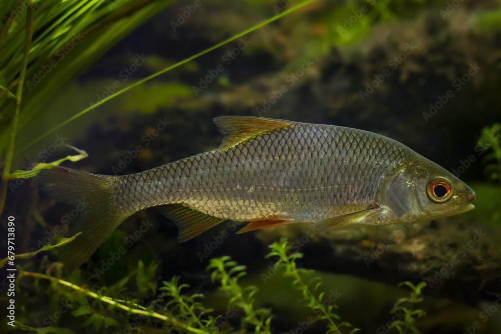 common roach swim, wild freshwater fish shine silver scale, driftwood ...