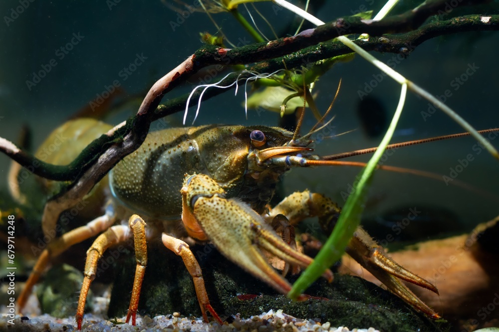 Danube crayfish carapace, eyes, legs, hide at twig, gravel substrate ...