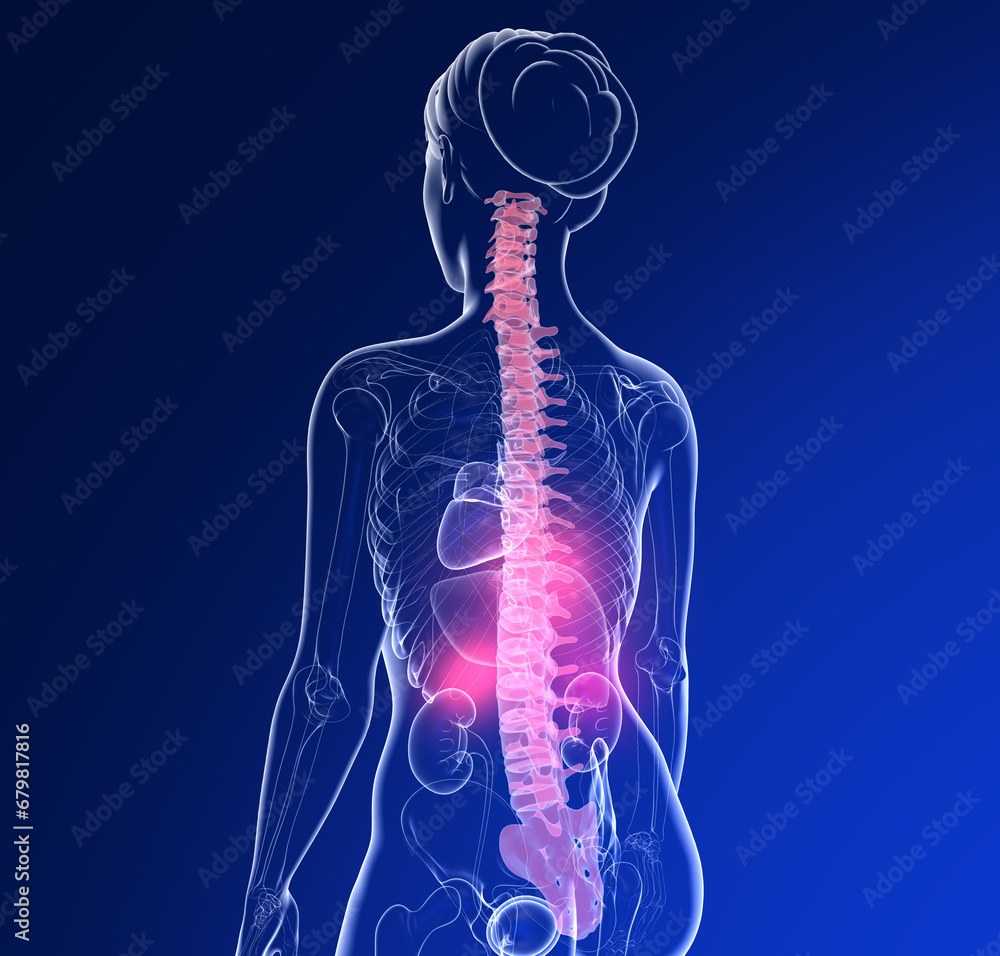 3D illustration of back anatomy. Transparent image of the internal ...