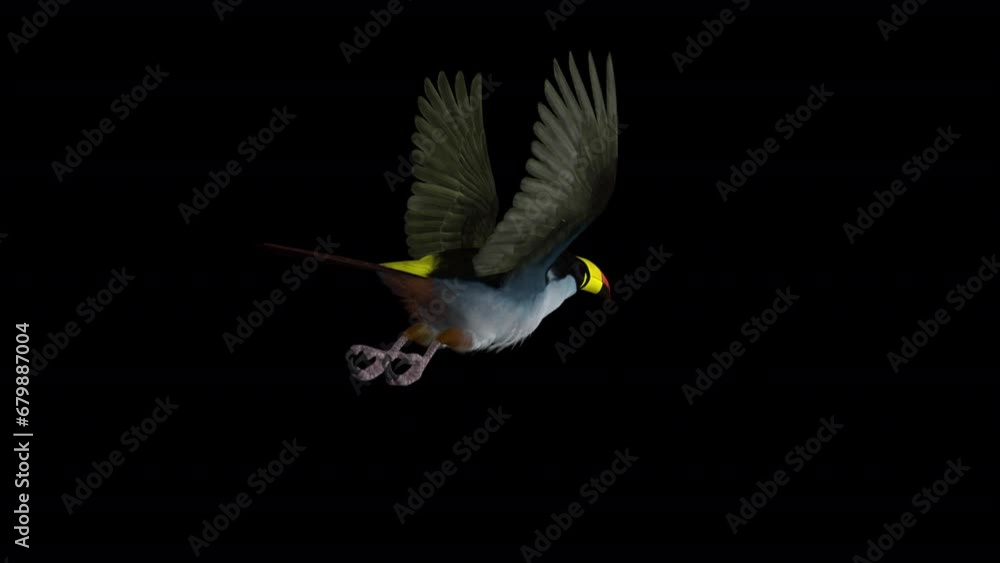 Colorful Toucan Bird - Mountain Andigena - Flying Loop - Back Angle ...