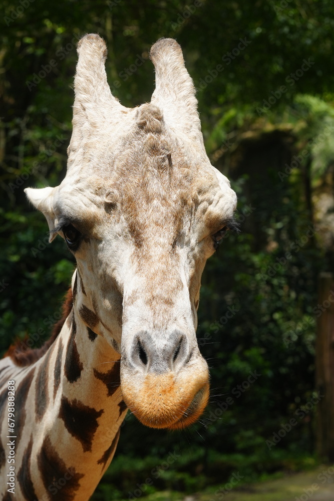 The giraffe (Giraffa camelopardalis) is a unique and majestic African ...