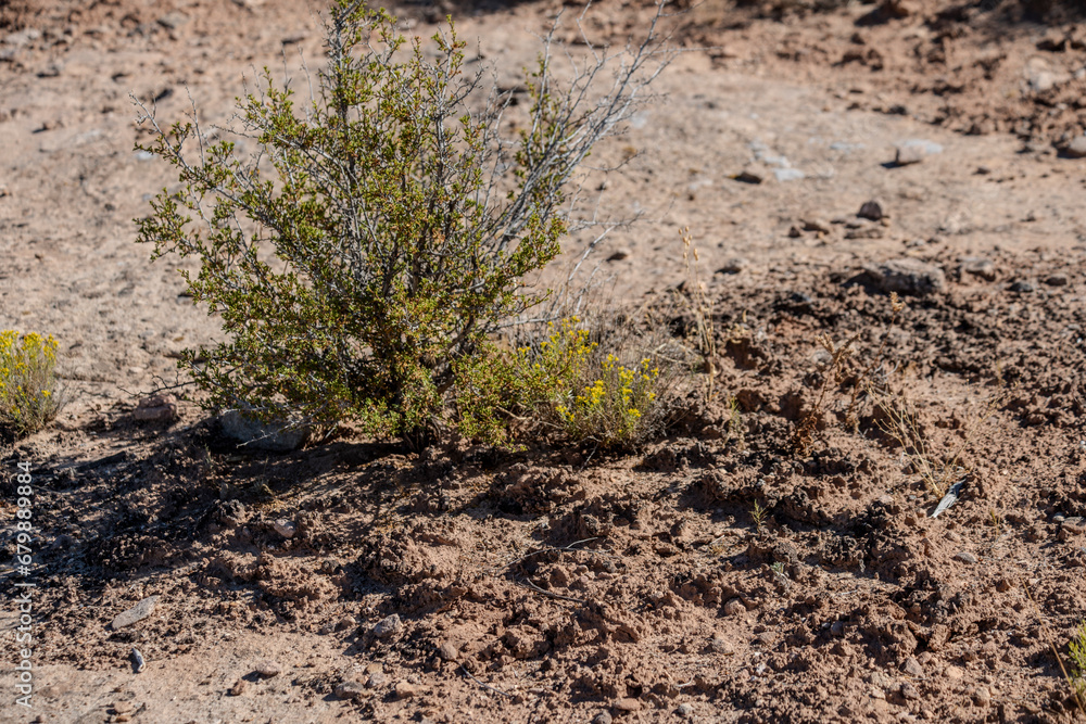 Fascinating biotic crust in an arid environment Stock Photo | Adobe Stock
