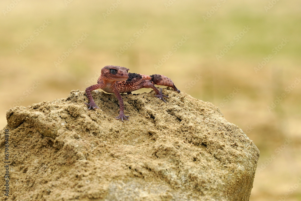 Nephrurus wheeleri, also known commonly as the banded knob-tailed gecko ...