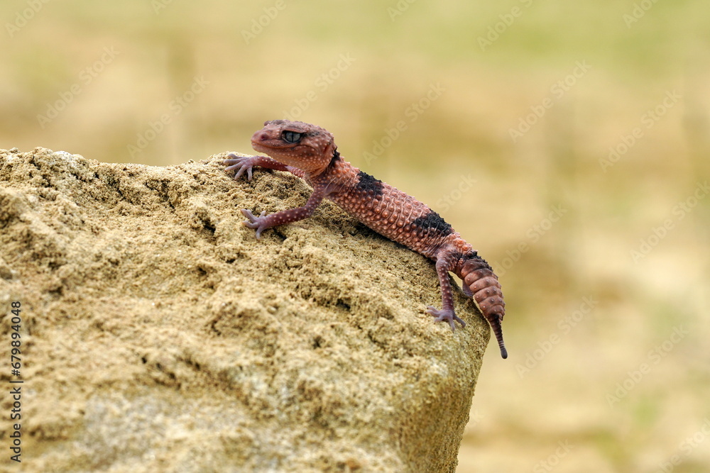 Nephrurus wheeleri, also known commonly as the banded knob-tailed gecko ...