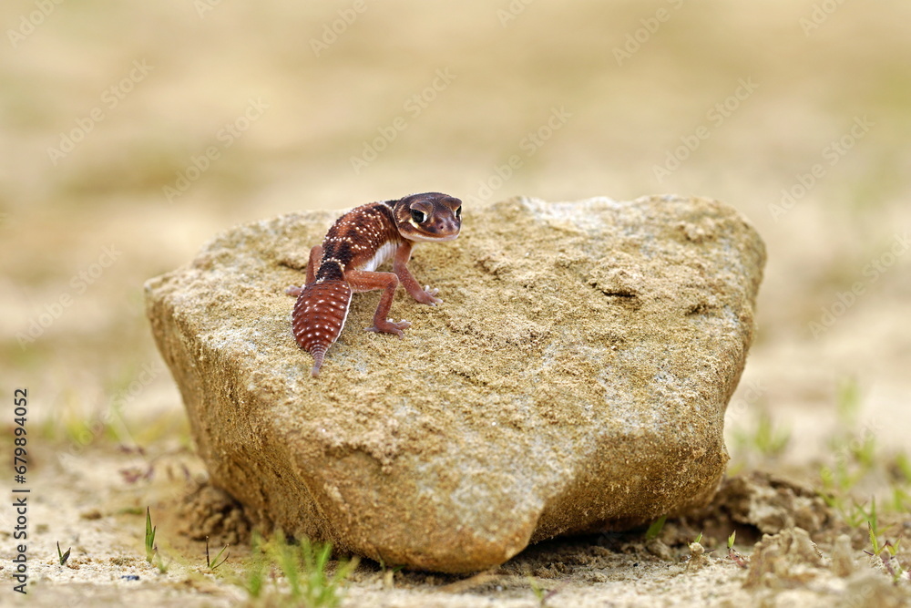 Nephrurus levis, commonly known as the three-lined knob-tailed gecko ...