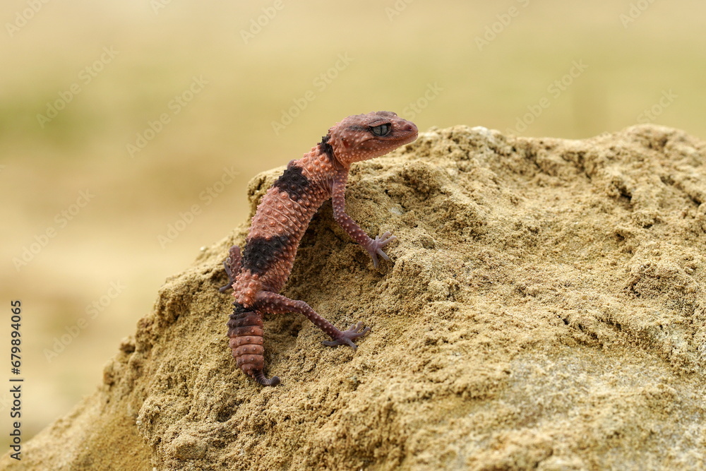 Nephrurus wheeleri, also known commonly as the banded knob-tailed gecko ...