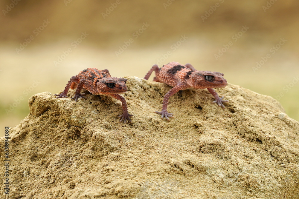 Nephrurus wheeleri, also known commonly as the banded knob-tailed gecko ...