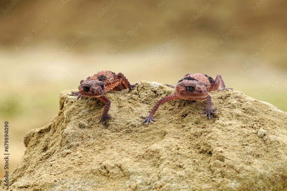 Nephrurus wheeleri, also known commonly as the banded knob-tailed gecko ...