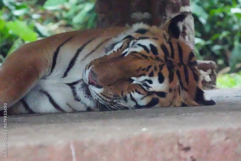 Panthera tigris sumatrae, commonly known as the Sumatran tiger, is a ...