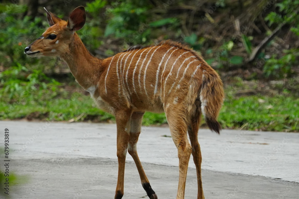 The bongo (Tragelaphus eurycerus) is a large and elusive antelope found ...
