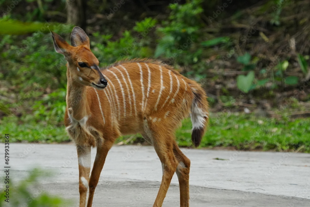 The bongo (Tragelaphus eurycerus) is a large and elusive antelope found ...