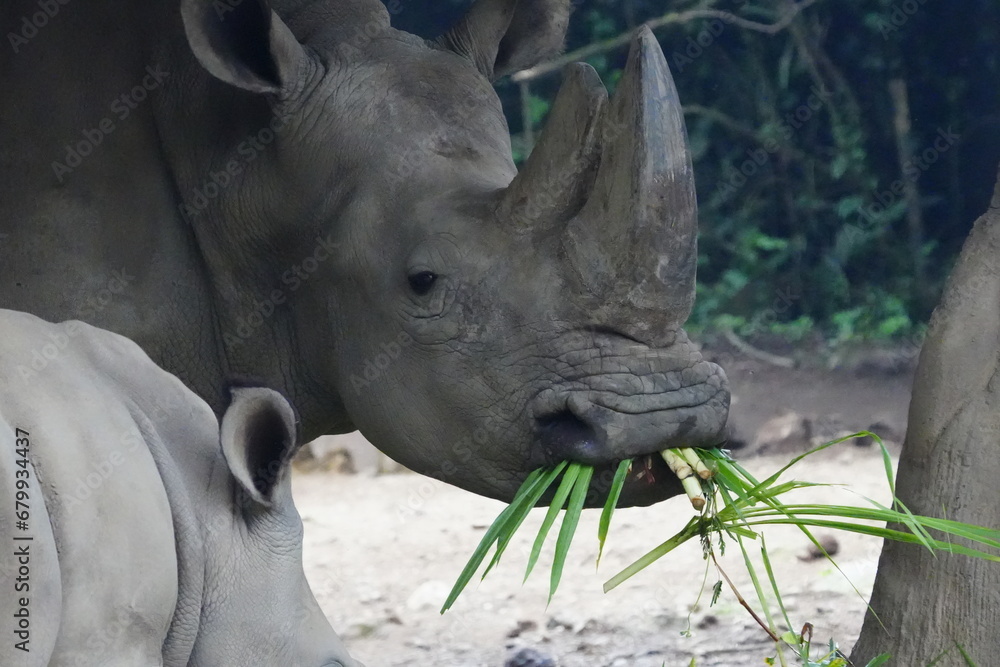 Ceratotherium simum, commonly known as the white rhinoceros, is one of ...