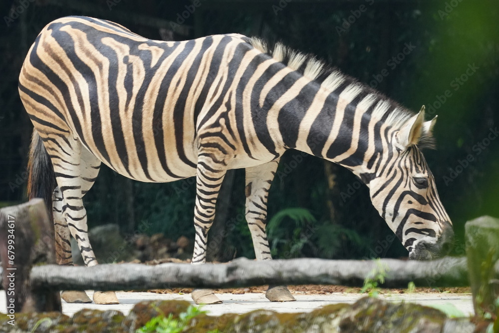 Zebras are striking and iconic African equids known for their ...