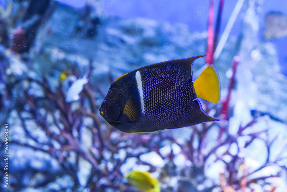 Holacanthus passer (king angelfish or passer angelfish) Stock Photo ...