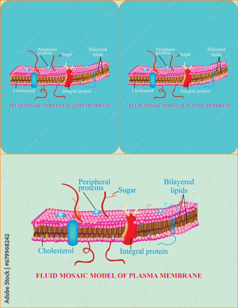 FLUID MOSAIC MODEL OF PLASMA MEMBRANE Stock Illustration | Adobe Stock