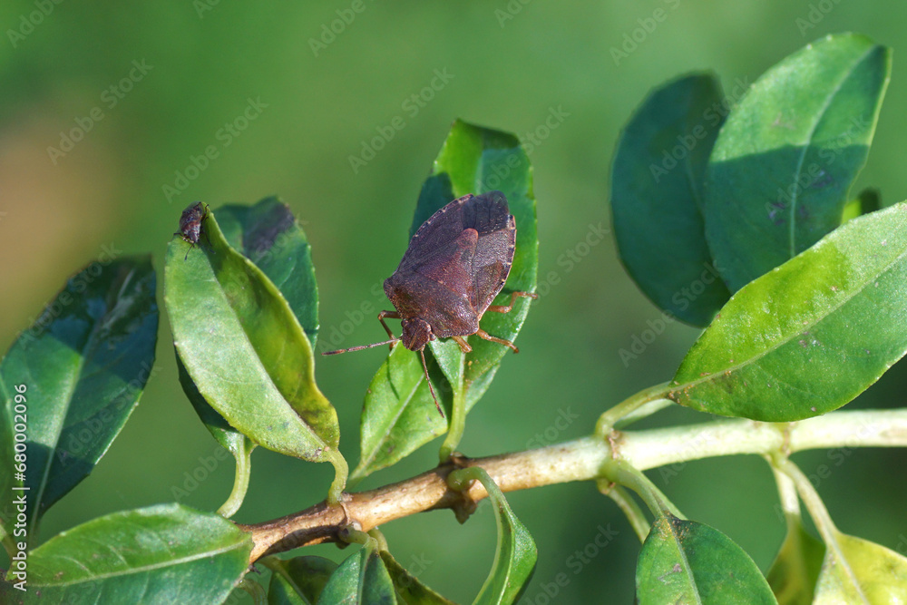 Green shield bug (Palomena prasina) of the family Pentatomidae in its ...
