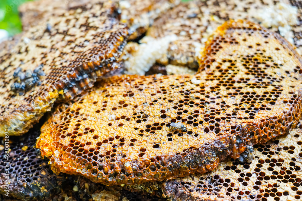 Bee hive, Honey bees store nectar on honeycombs, Wax, perga pollen ...