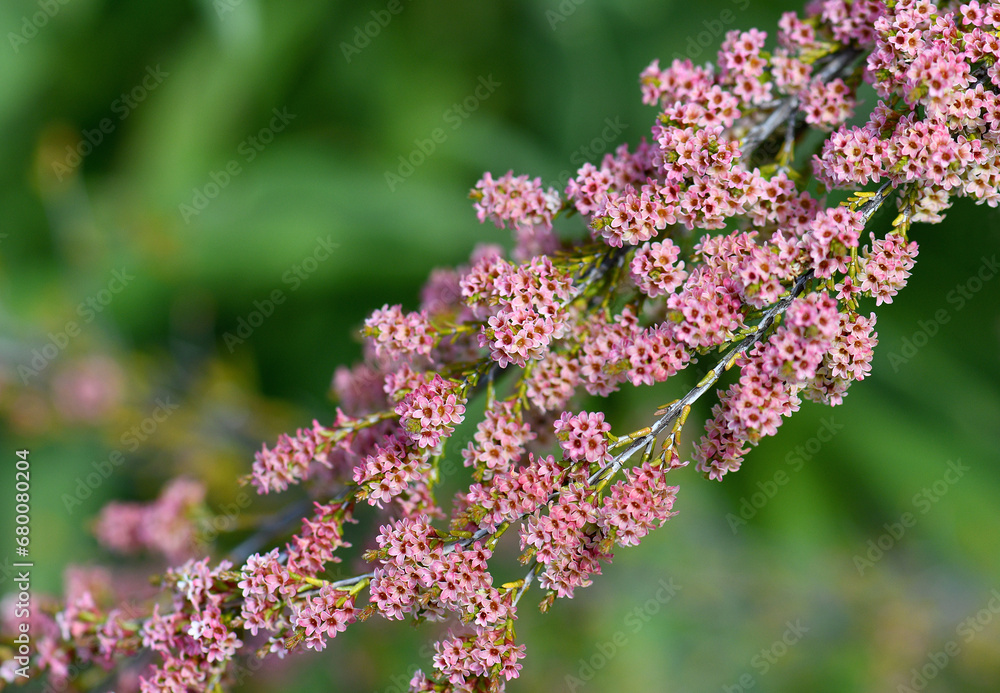 Pink flowers of the Australian native heath myrtle Micromyrtus sessilis ...