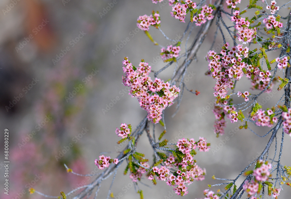 Pink flowers of the Australian native heath myrtle Micromyrtus sessilis ...