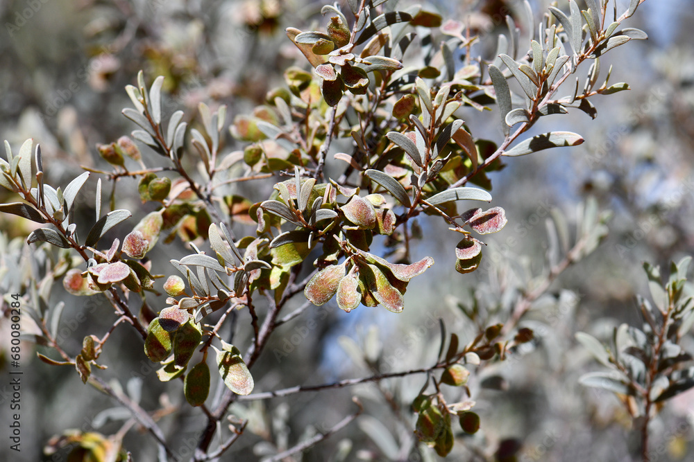 Poster Seed pods and phyllodes of the Australian native Desert Mulga ...