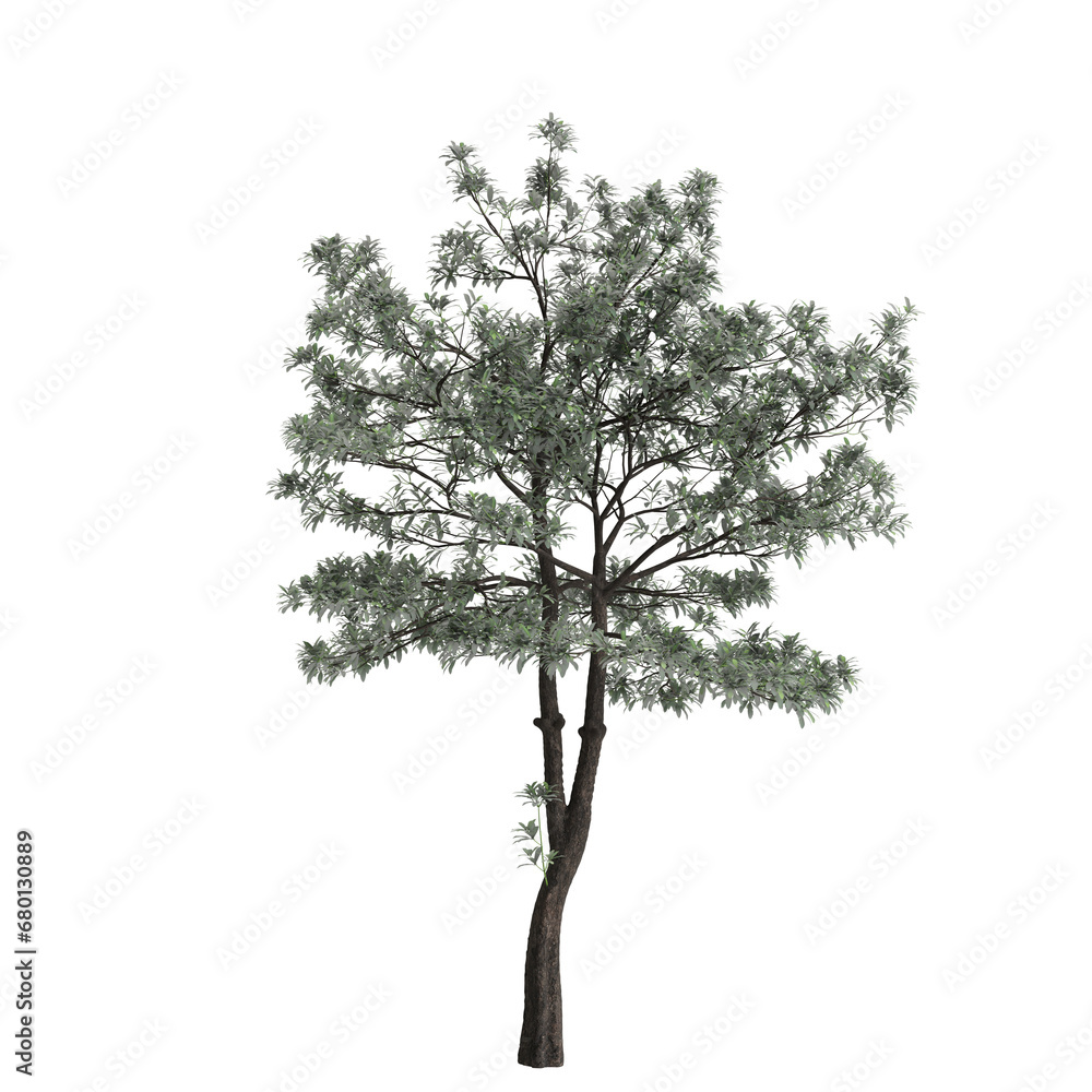 3d illustration of Alstonia scholaris tree isolated on transparent ...