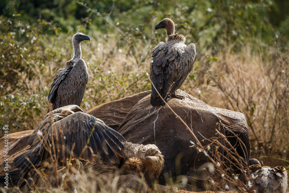 White backed Vulture scavenging on dead elephant carcass in Kruger ...