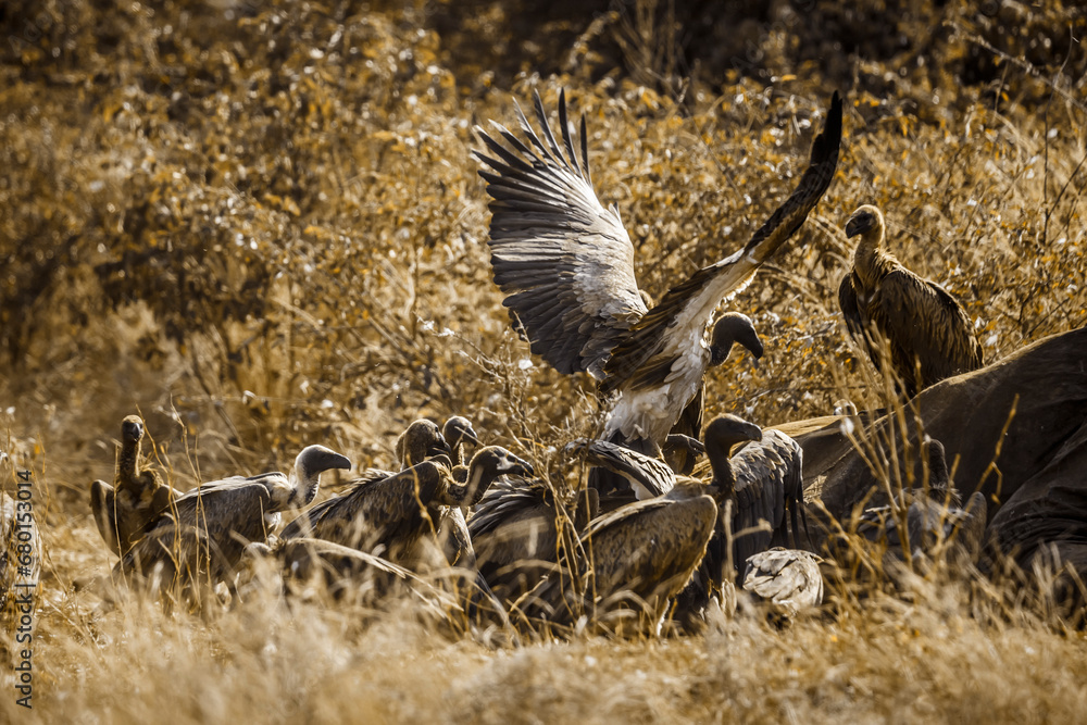 White backed Vulture scavenging on dead elephant carcass in Kruger ...