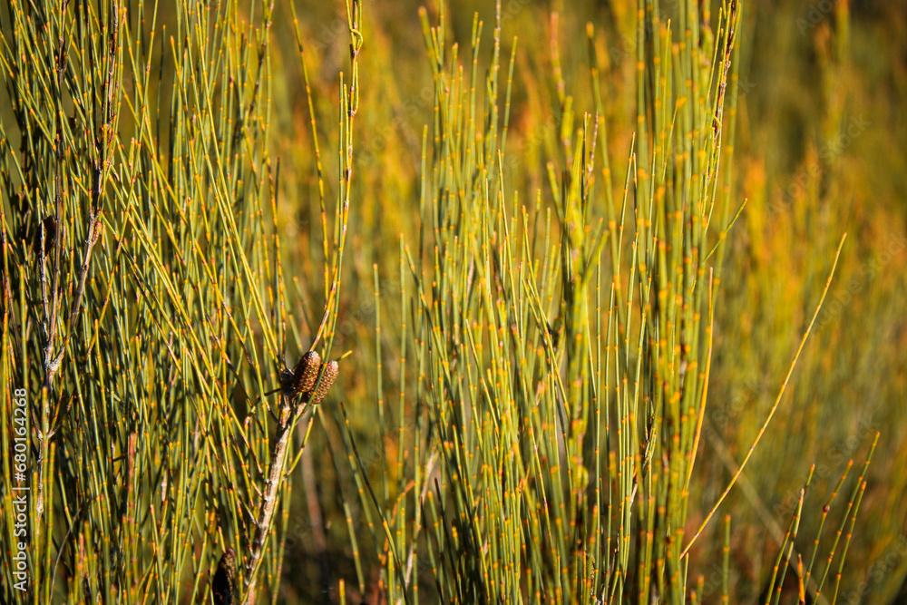 Equisetum commonly known as rough horsetail, scouring rush Stock Photo ...